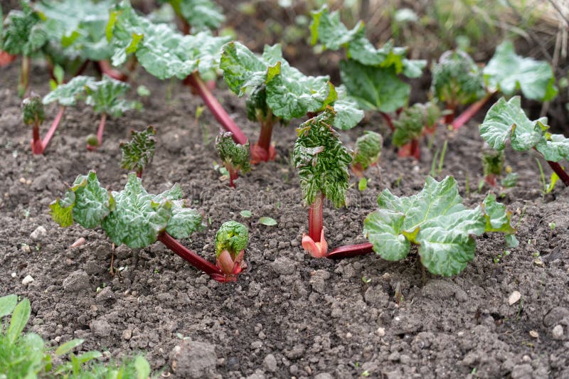 Red Rhubarb in Early Spring in a Vegetable Garden Stock Photo - Image ...