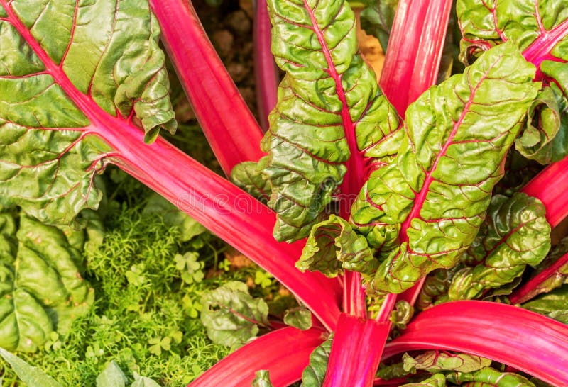 Red rhubarb plant stock photo. Image of garden, vegetarian - 49493940