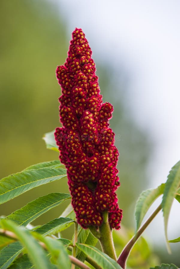 Rhus typhina in the meadow stock image. Image of flower - 79041789