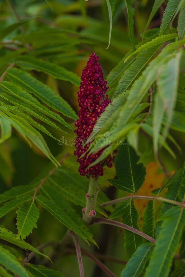 Red Rhus typhina stock image. Image of fall, orange - 100410913