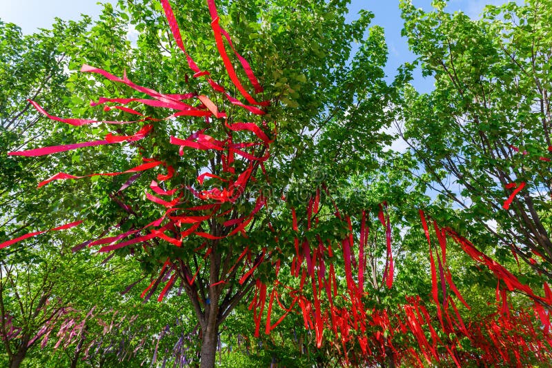 Red ribbons at a tree stock photo. Image of leaves, branch - 72128844