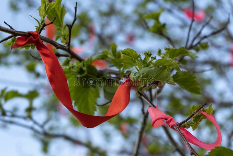 Red Ribbons on the Wish Tree Stock Photo - Image of beautiful, garden ...
