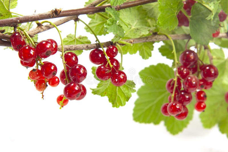 Red Ribe with Its Branch and Leaves in the Wild Stock Image - Image of ...