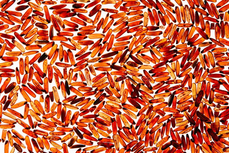 Red Rice Close-up on White Background. Stock Image - Image of grain ...