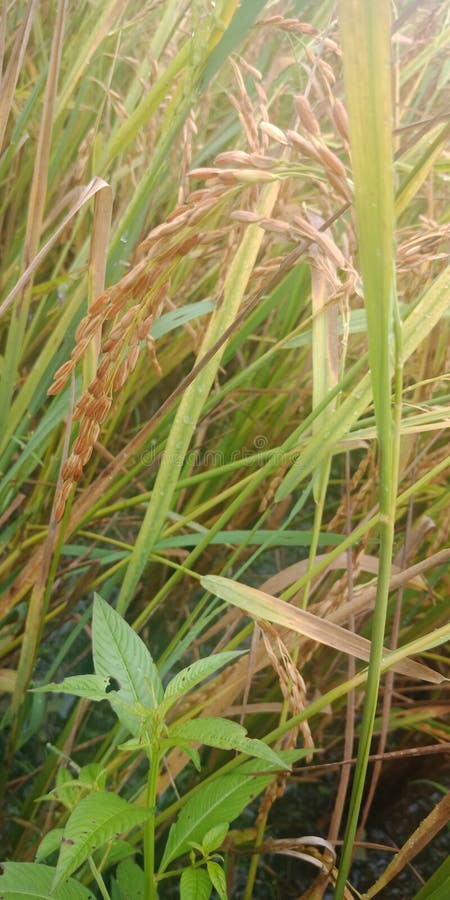 Red Rice Fresh Low Sugar stock photo. Image of rice - 264630352