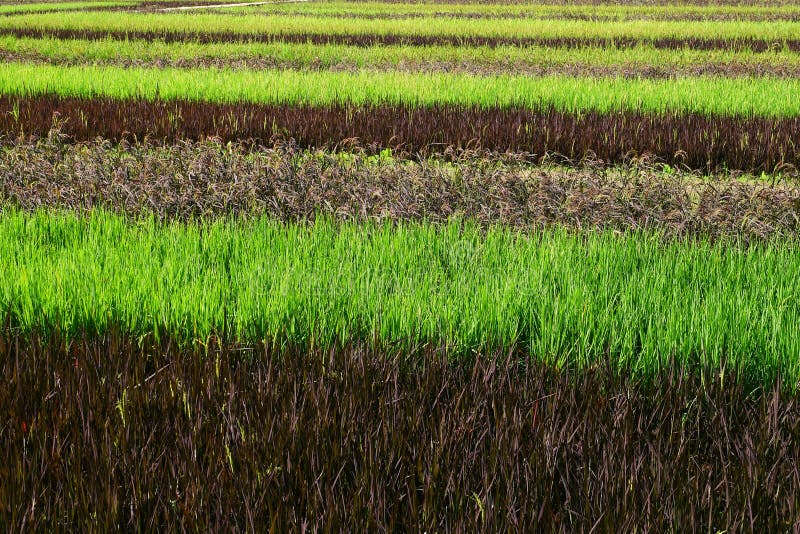 Red Rice Plants or Rice Berry Pink Leaves in Rice Paddy Fields. Stock ...
