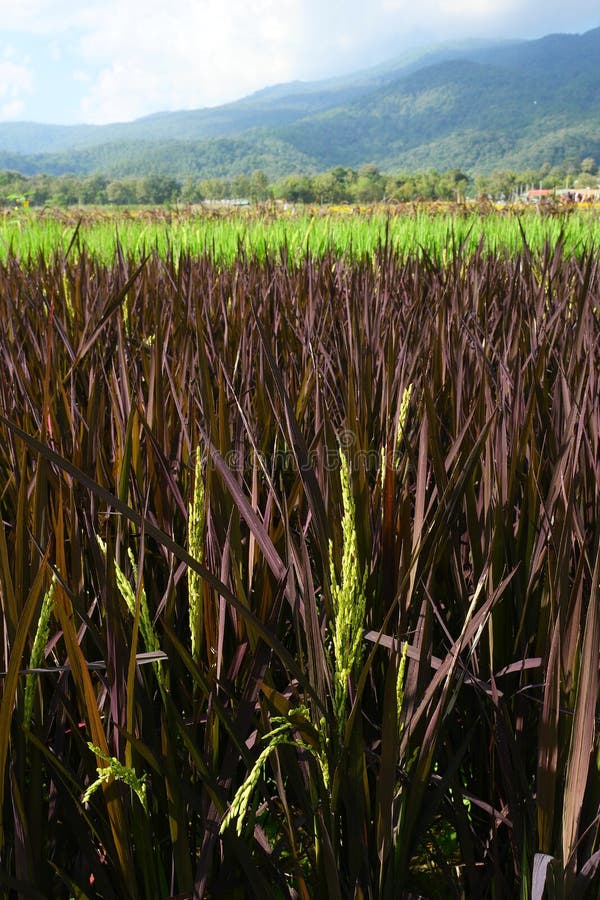 Red Rice Plants or Rice Berry Pink Leaves in Rice Paddy Fields. Stock ...