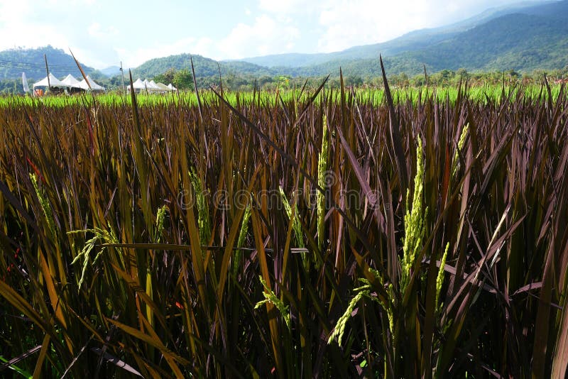 Red Rice Plants or Rice Berry Pink Leaves in Rice Paddy Fields. Stock ...