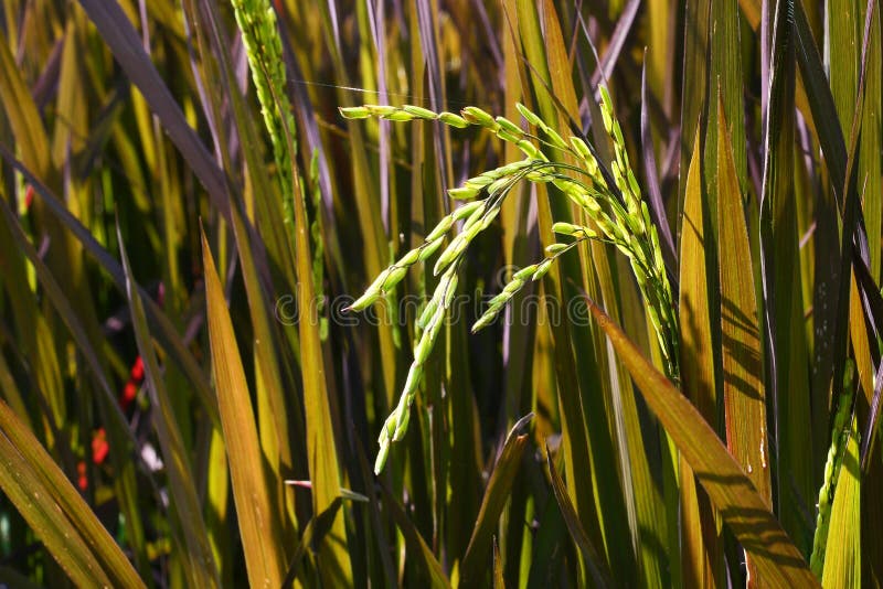 Red Rice Plants or Rice Berry Pink Leaves in Rice Paddy Fields. Stock ...