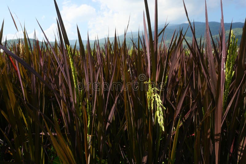 Red Rice Plants or Rice Berry Pink Leaves in Rice Paddy Fields. Stock ...