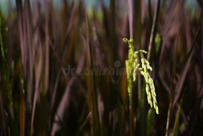 Red Rice Plants or Rice Berry Pink Leaves in Rice Paddy Fields. Stock ...