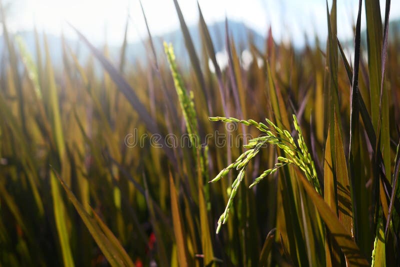 Red Rice Plants or Rice Berry Pink Leaves in Rice Paddy Fields. Stock ...