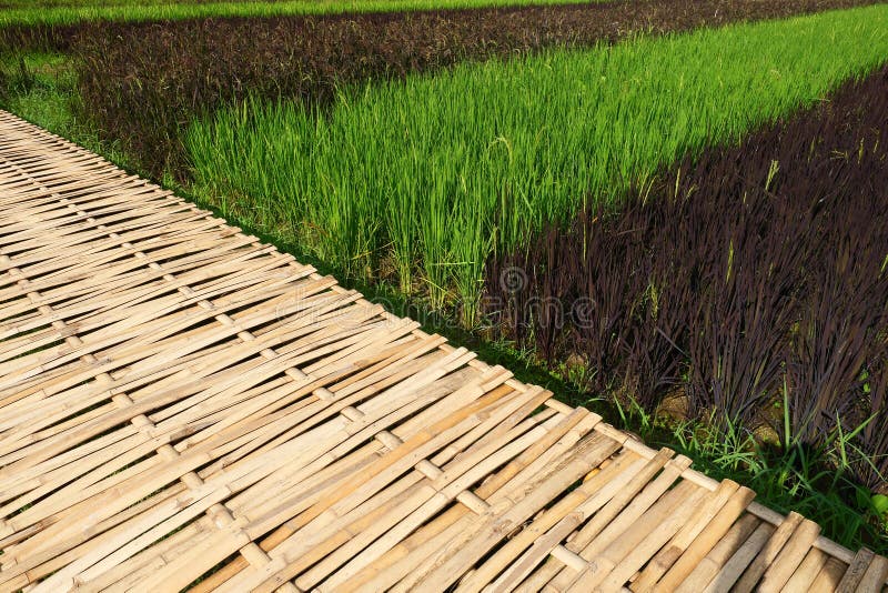 Red Rice Plants or Rice Berry Pink Leaves in Rice Paddy Fields. Stock ...