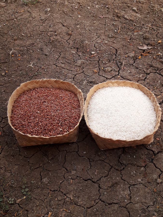 Red Rice and White Rice in Bamboo Container Stock Image - Image of rice ...