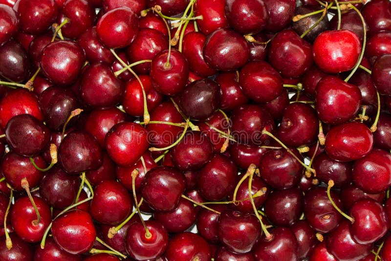 Red rich cherry stock photo. Image of rich, sized, ripe - 56421196