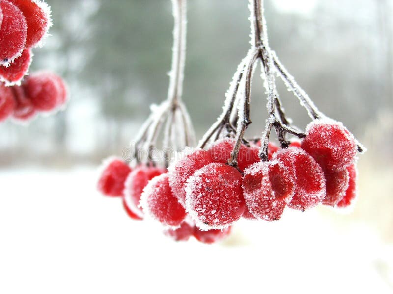 The red rimed berry stock photo. Image of object, hoarfrost - 227178