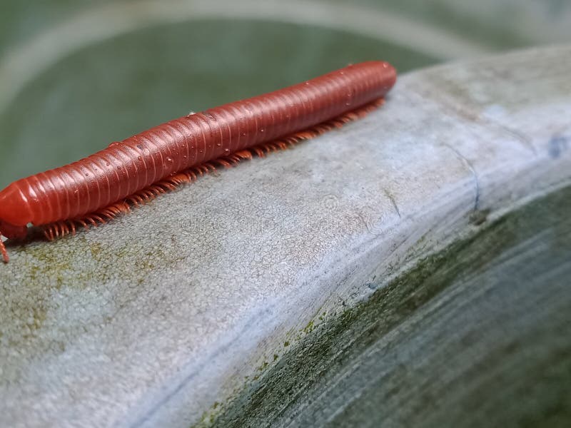 The Red Ring Caterpillar is Very Beautiful Stock Image - Image of ...