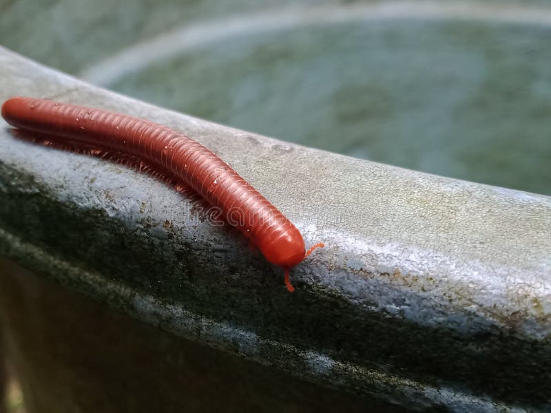 The Red Ring Caterpillar is Very Beautiful Stock Photo - Image of ring ...