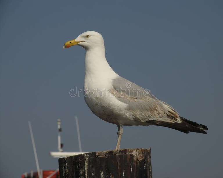 Red Ringed Bill Gull stock image. Image of seagull, ocean - 907519
