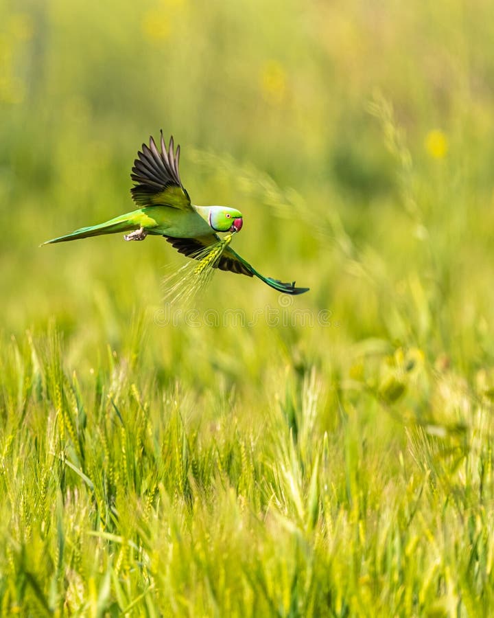 A Red Ringed Parakeet Flying Stock Image - Image of behaviour, exotic ...