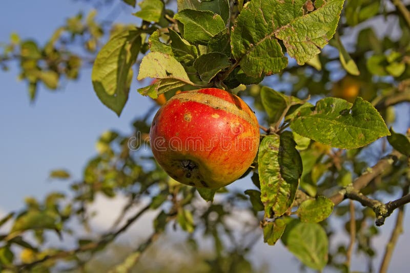 Red Ripe Appel in the Late Summer Stock Image - Image of summer, apple ...