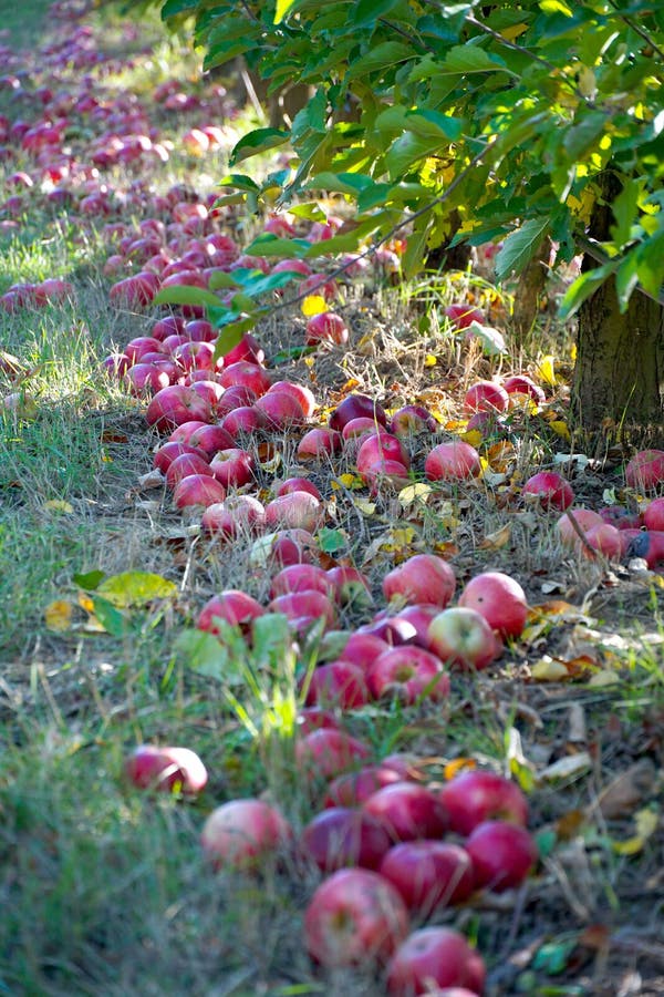 Red Ripe Apple Have Fallen on the Ground Stock Image - Image of healthy ...