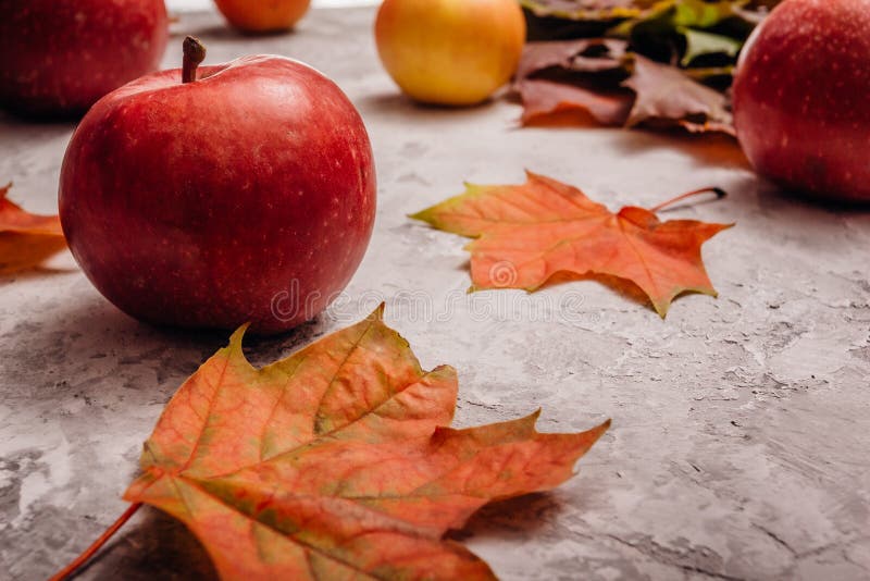 Apple&Maple stock photo. Image of seasonal, fall, leaves - 1486258