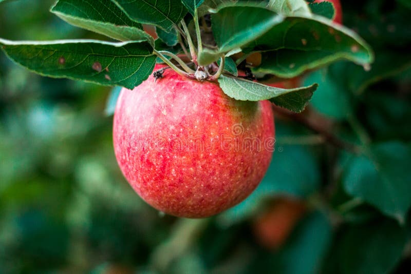 Ripe Michigan Apple Ready To Pick at an Orchard in the Fall Stock Image ...