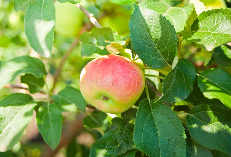 Red Ripe Apple on Apple Tree Branch Stock Image - Image of farm ...