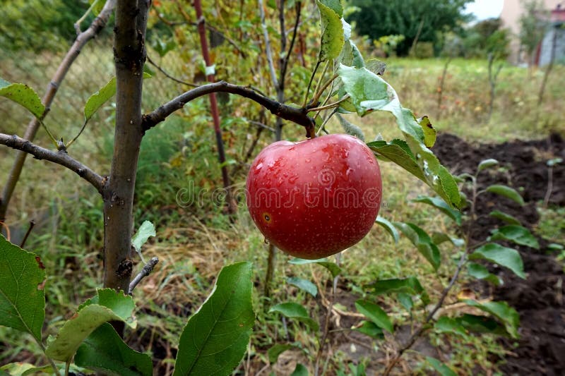 A Red Ripe Apple on a Tree, with a Drop of Dew on it. Stock Photo ...