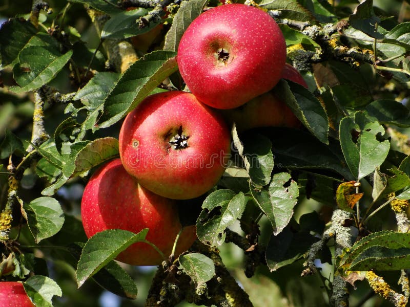 Red ripe apple on tree stock photo. Image of apple, autumn - 121060836