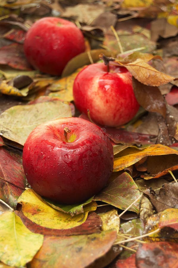 Red ripe apples stock photo. Image of golden, fall, forest - 11369622
