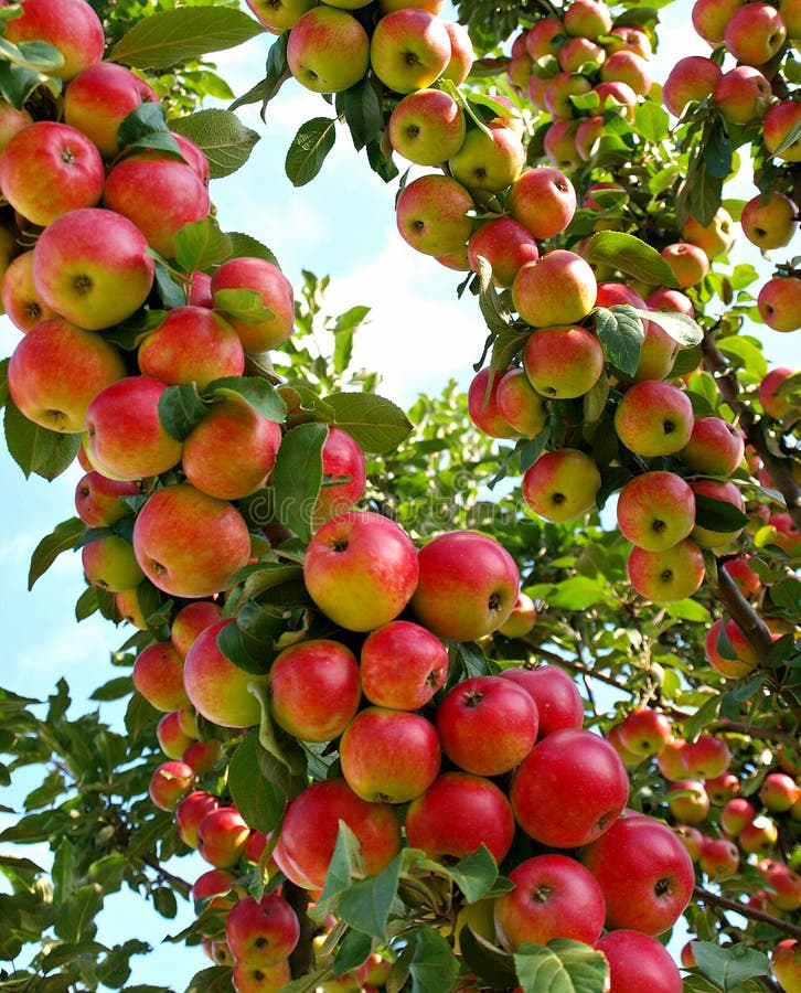 Red ripe apples stock image. Image of growth, grow, gardening - 18276341