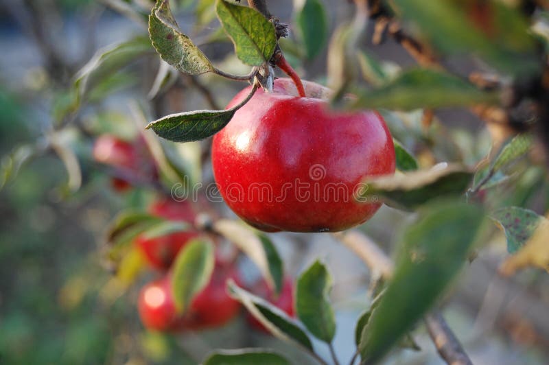 Red Ripe Apples on Apple Tree Branch Stock Image - Image of grow, fruit ...