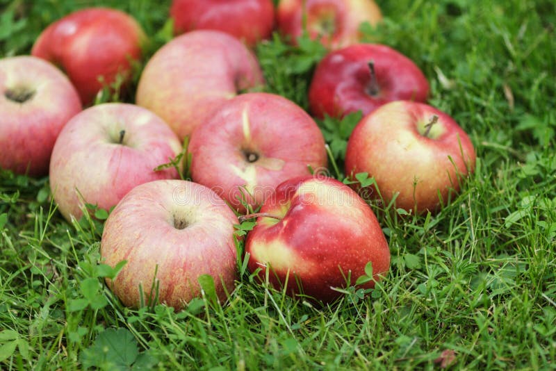 Red Ripe Apples on Fresh Green Grass Stock Photo - Image of outdoor ...