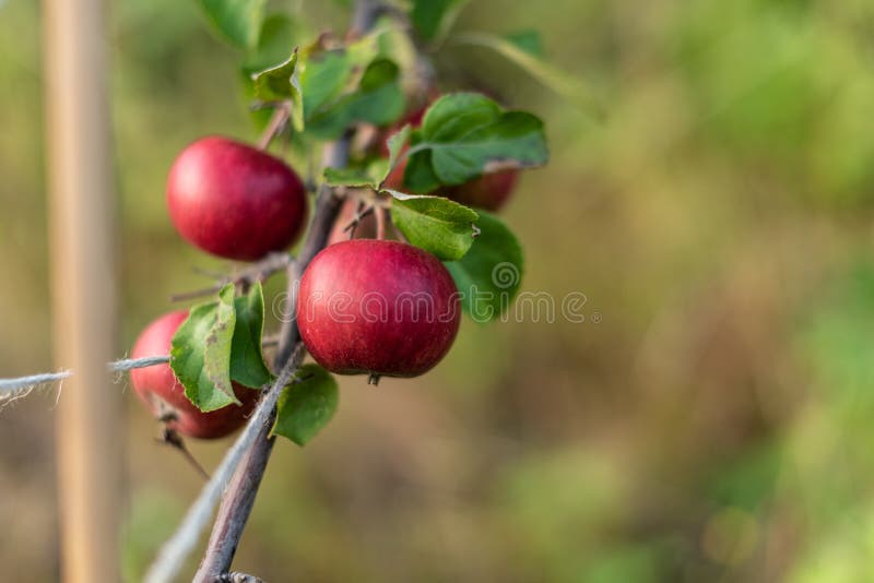 Red Ripe Apples Hanging from a Tree Bransch Stock Photo - Image of ...