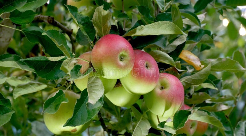 Red Ripe Apples in an Orchard Ready for Harvesting Stock Photo - Image ...