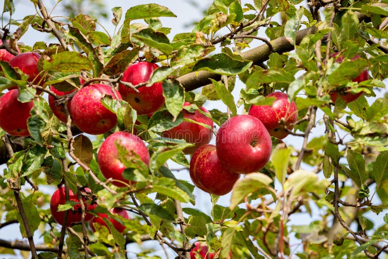 Red Ripe Apples on a Tree Branch in the Garden Stock Image - Image of ...