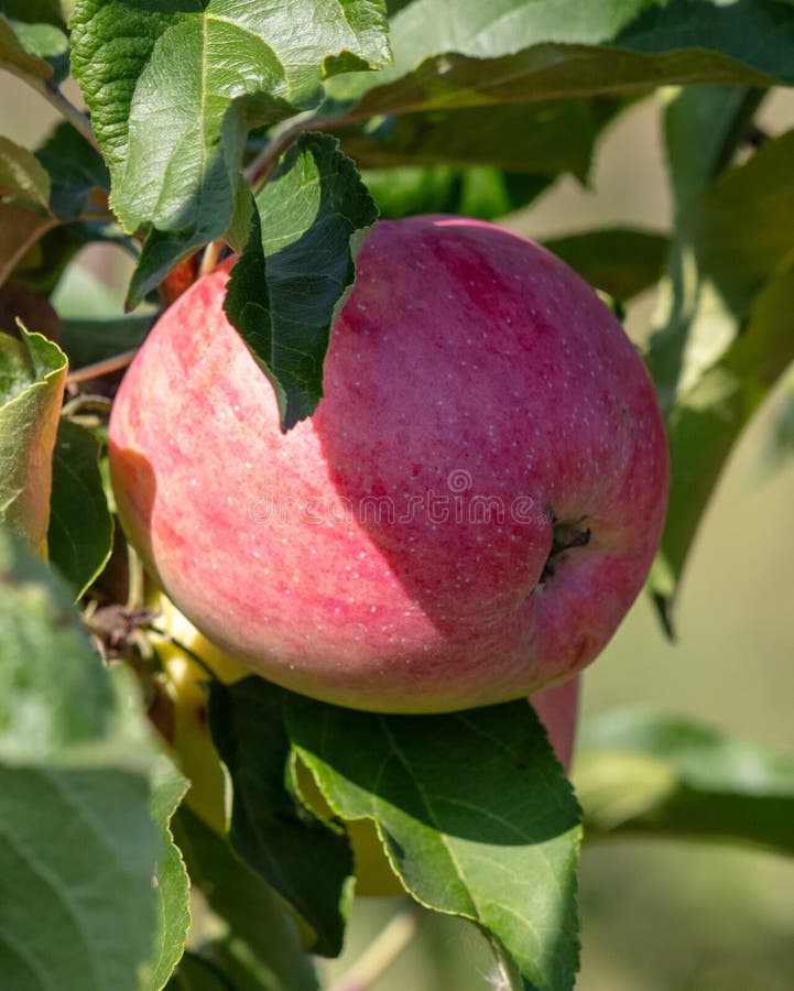 Red Ripe Apples on a Tree in Summer Stock Photo - Image of tree, food ...