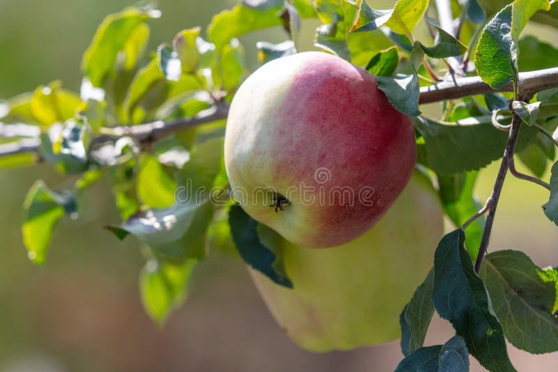 Red Ripe Apples on a Tree in Summer Stock Photo - Image of season ...