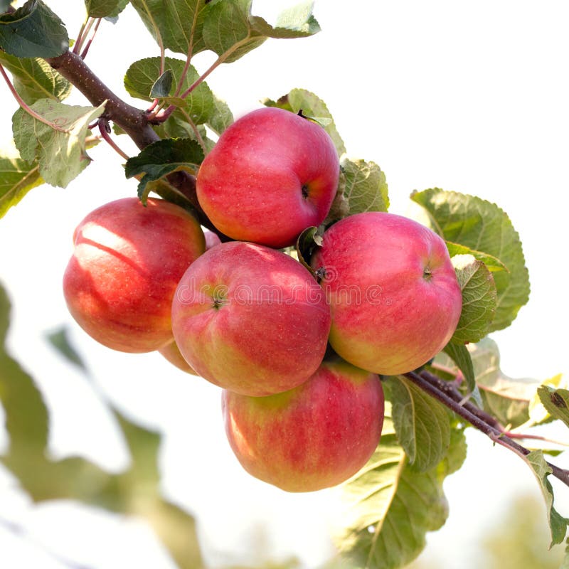 Red Ripe Apples on a Tree in Sunny Weather Stock Image - Image of ...
