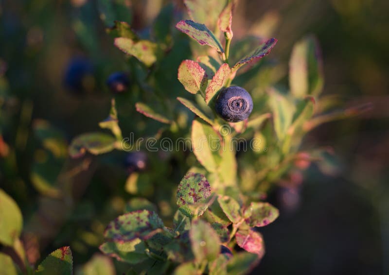 Red-ripe Berries of Bilberry at Sunrise Stock Photo - Image of outdoors ...