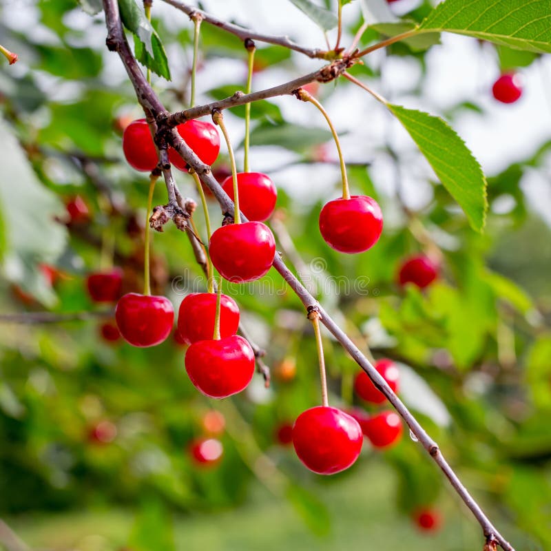 Red Ripe Berries Cherry on a Tree Branch, Square Format_ Stock Image ...