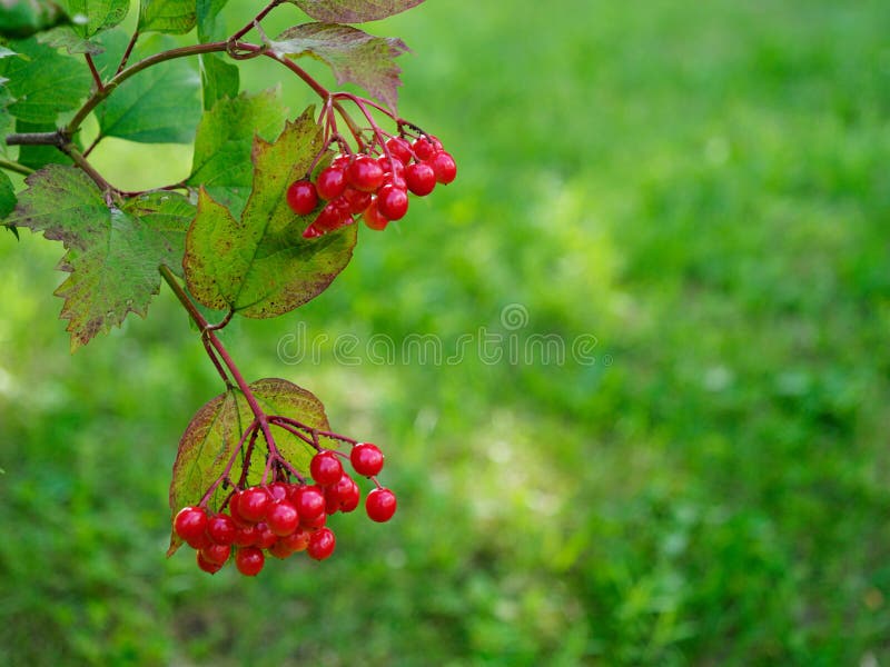 Red Ripe Berries on a Green Bush Stock Photo - Image of healthy, juicy ...