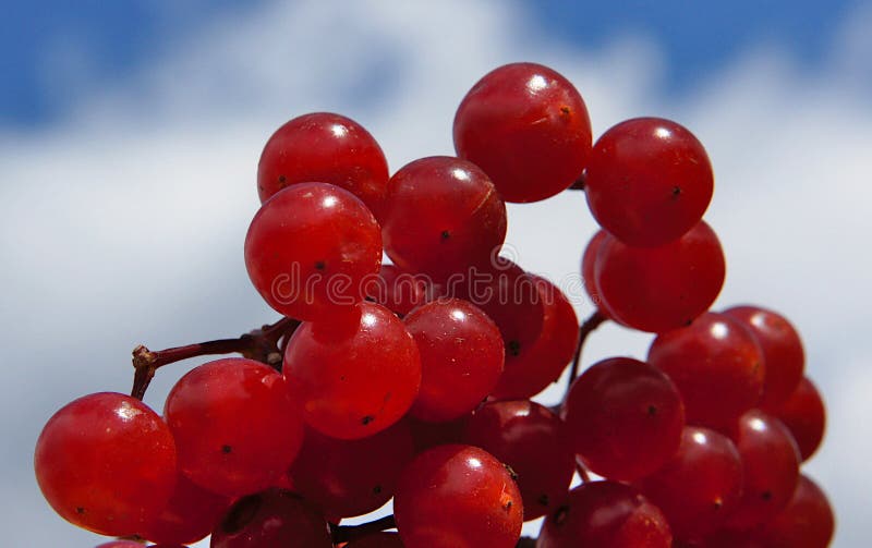Red Ripe Berries of Viburnum Opulus Stock Photo - Image of leaf, bush ...