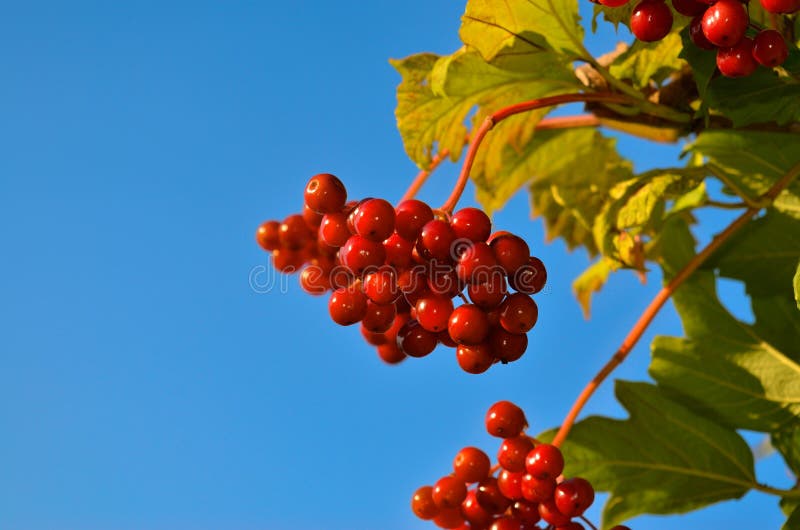 Red, Ripe Berries of Viburnum Ripened among the Green Leaves Stock ...