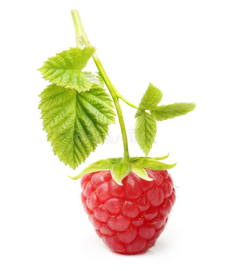 Red Berry Raspberry Isolated Stock Photo - Image of white, raspberry ...