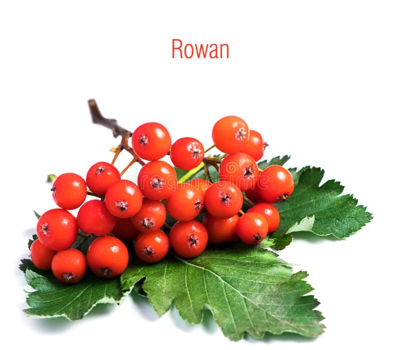 Red Ripe Bunch of Rowan with Green Rowan Leaves Isolated on White ...