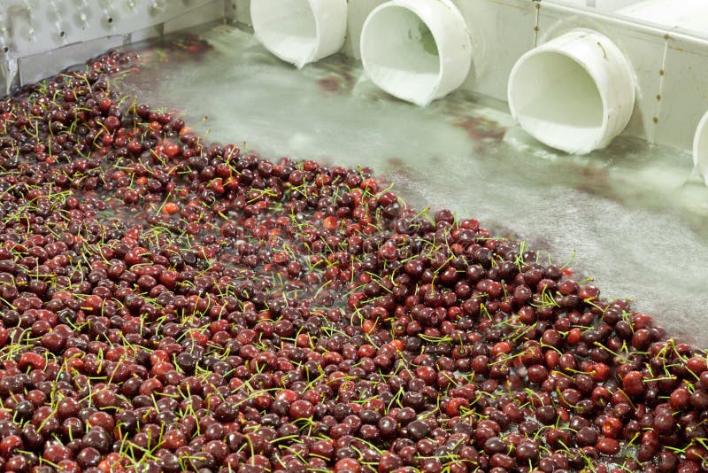 Red Ripe Cherries Being Washing in a Fruit Packing Warehouse Stock ...
