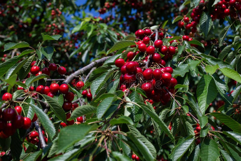 Red Ripe Cherries on a Tree. Cherry Garden. Cherry Tree Stock Photo ...
